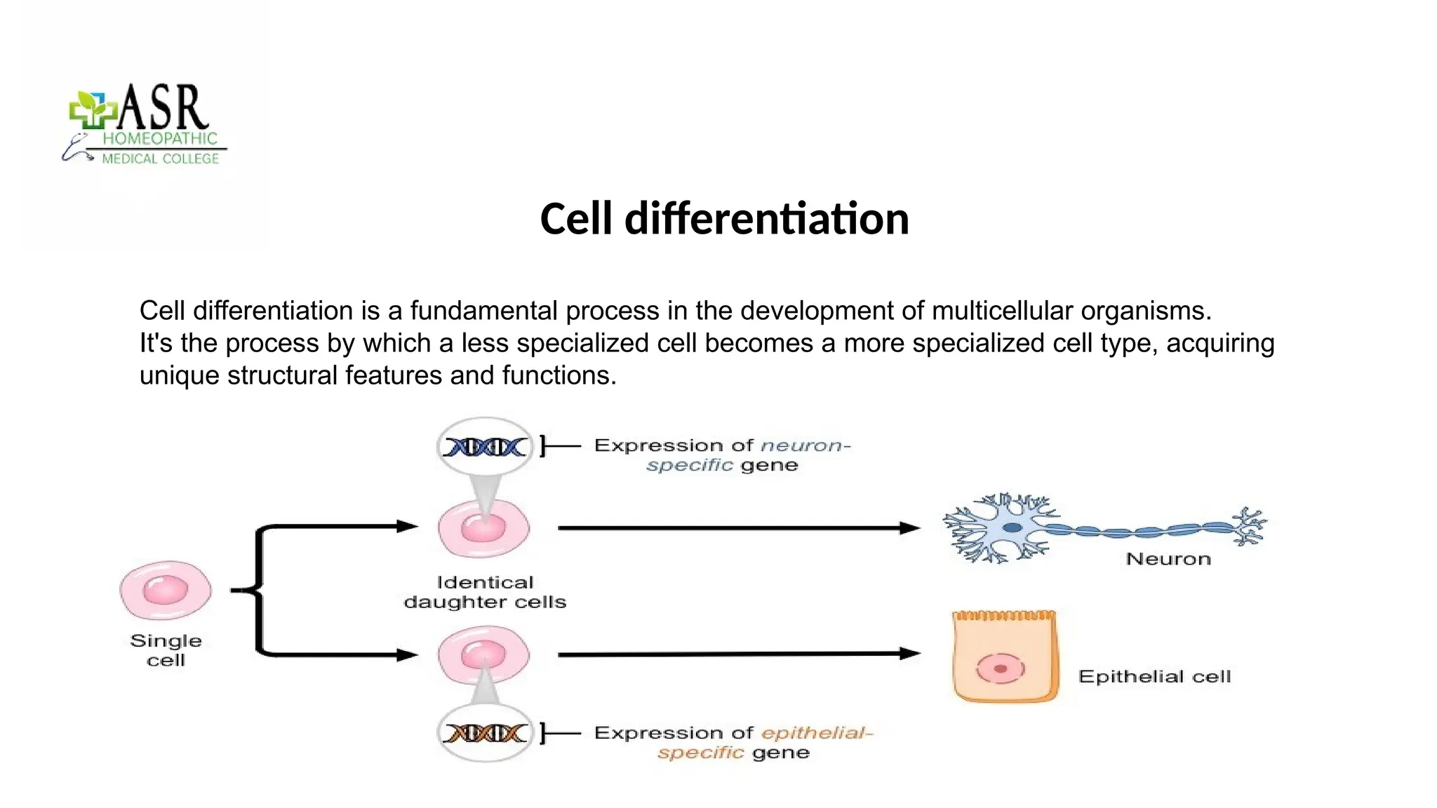 Tissue regeneration cell differentiation and Apoptosis | PPTX