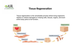 Tissue regeneration cell differentiation and Apoptosis | PPT