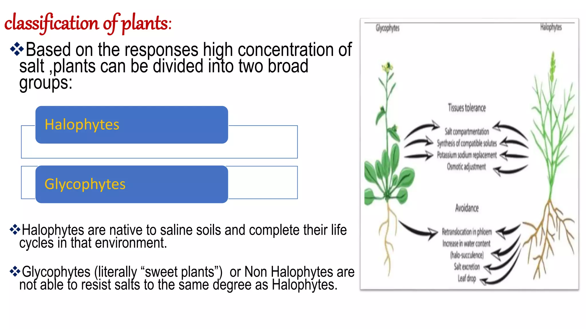 Salt stress and its regulation in plants ppt.pptx