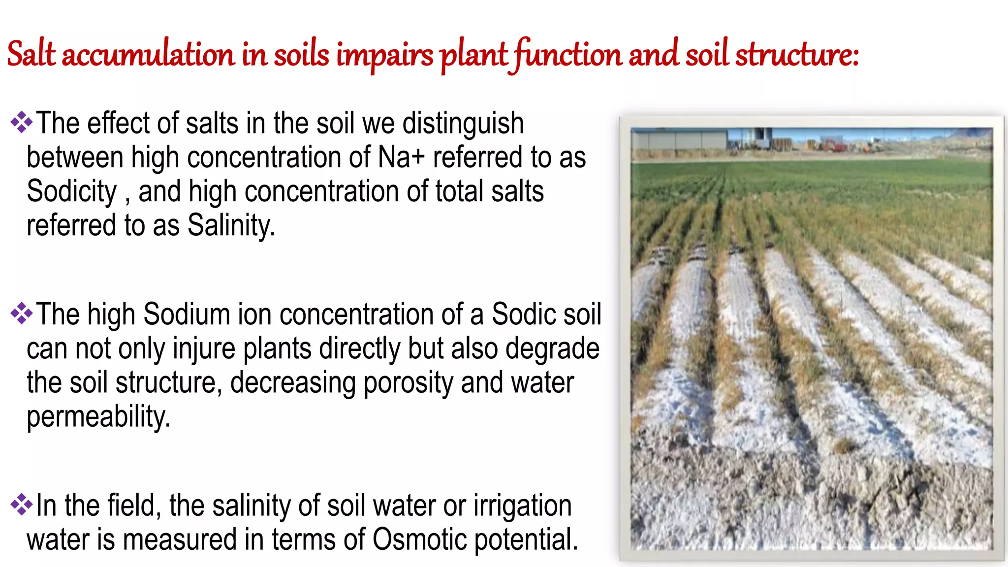 Salt stress and its regulation in plants ppt.pptx