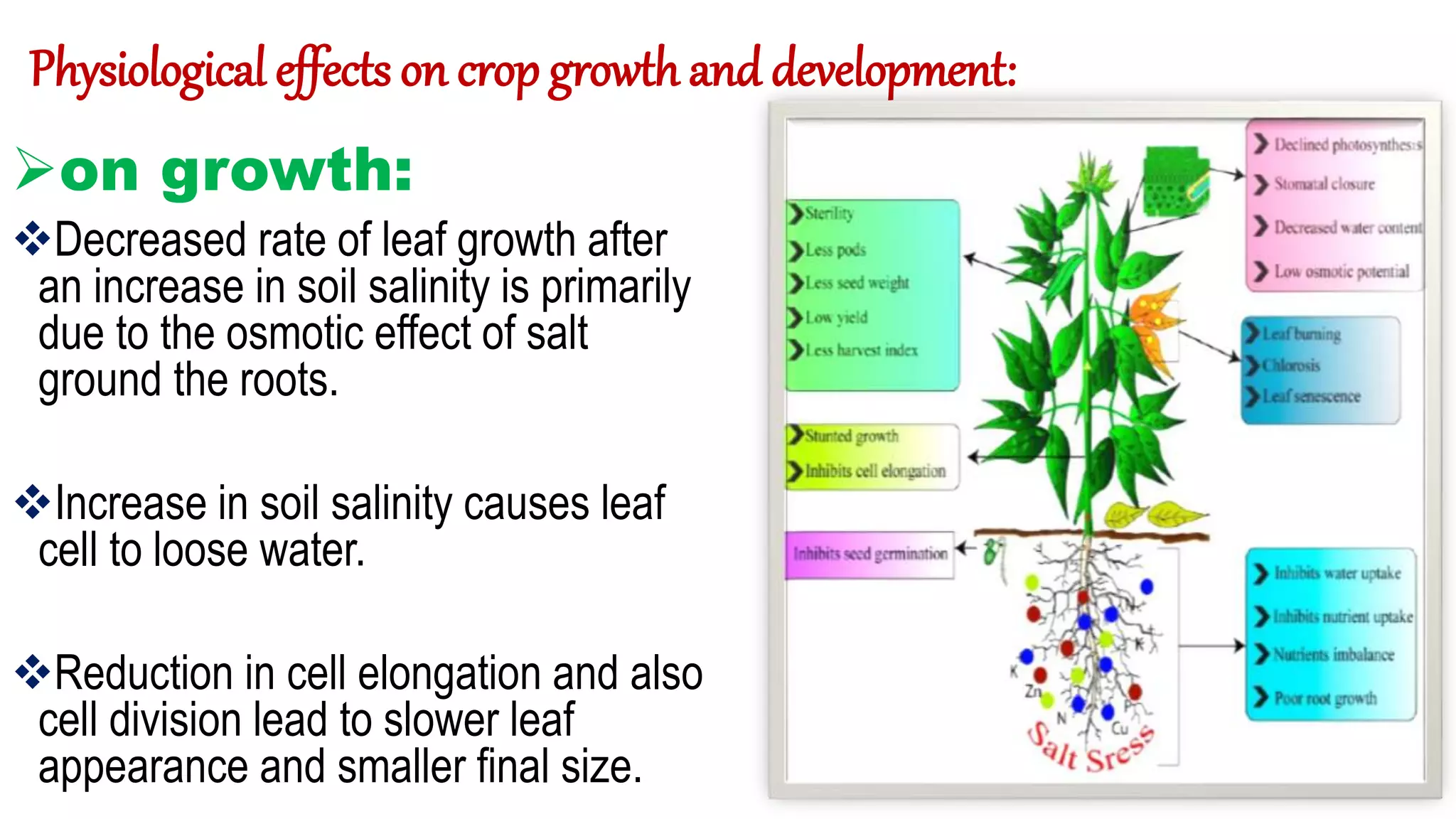 Salt stress and its regulation in plants ppt.pptx