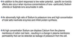 Salt stress and its regulation in plants ppt.pptx
