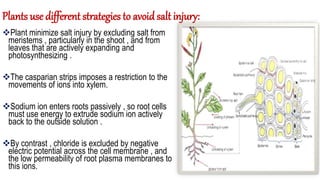 Salt stress and its regulation in plants ppt.pptx