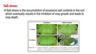 Salt stress and its regulation in plants ppt.pptx