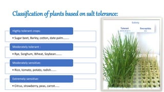 Salt stress and its regulation in plants ppt.pptx