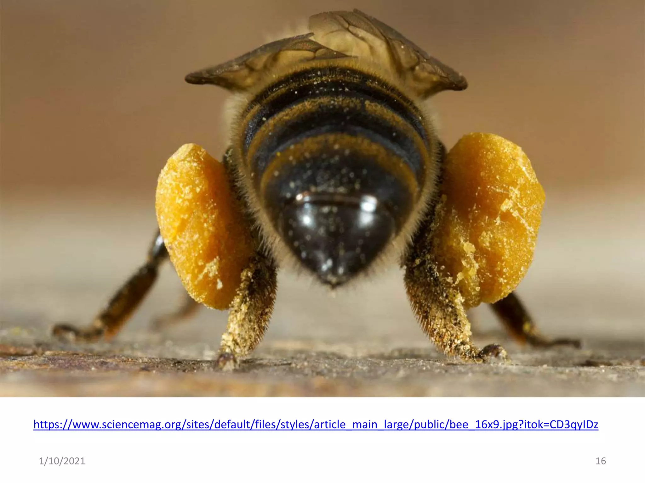 Apiculture Slides.Bee farming.Economic zoology | PPTX