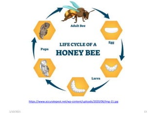 Apiculture Slides.Bee farming.Economic zoology | PPTX