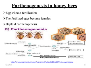 Parthenogenesis In Bees