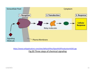 cell signaling | PPTX