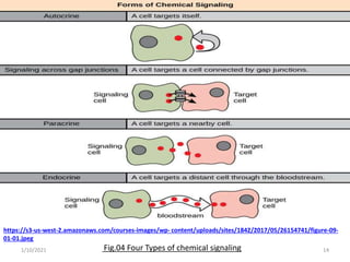 cell signaling | PPT