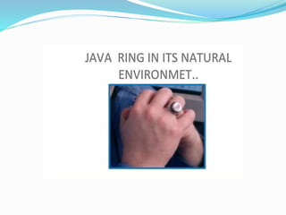 java ring | PPT