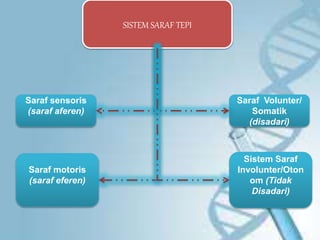 SISTEM SARAF | PPTX