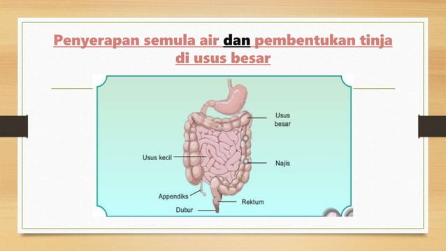 Bab 2 nutrisi (Penyerapan Semula Air dan penyahtinjaan) | PPT
