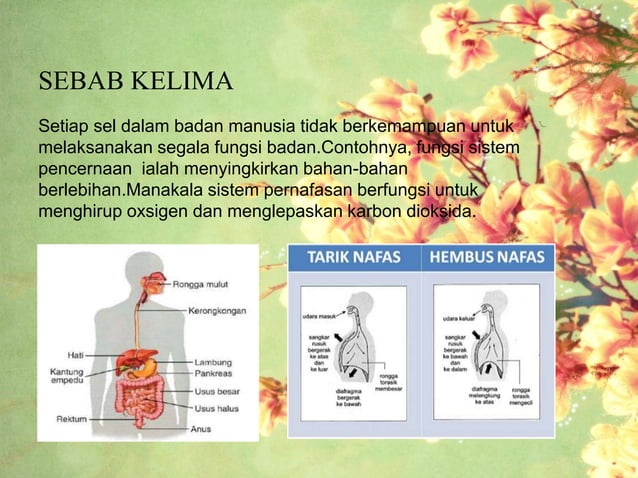 Mengapakah Manusia Ialah Organisma Yang Multisel ? | PPT