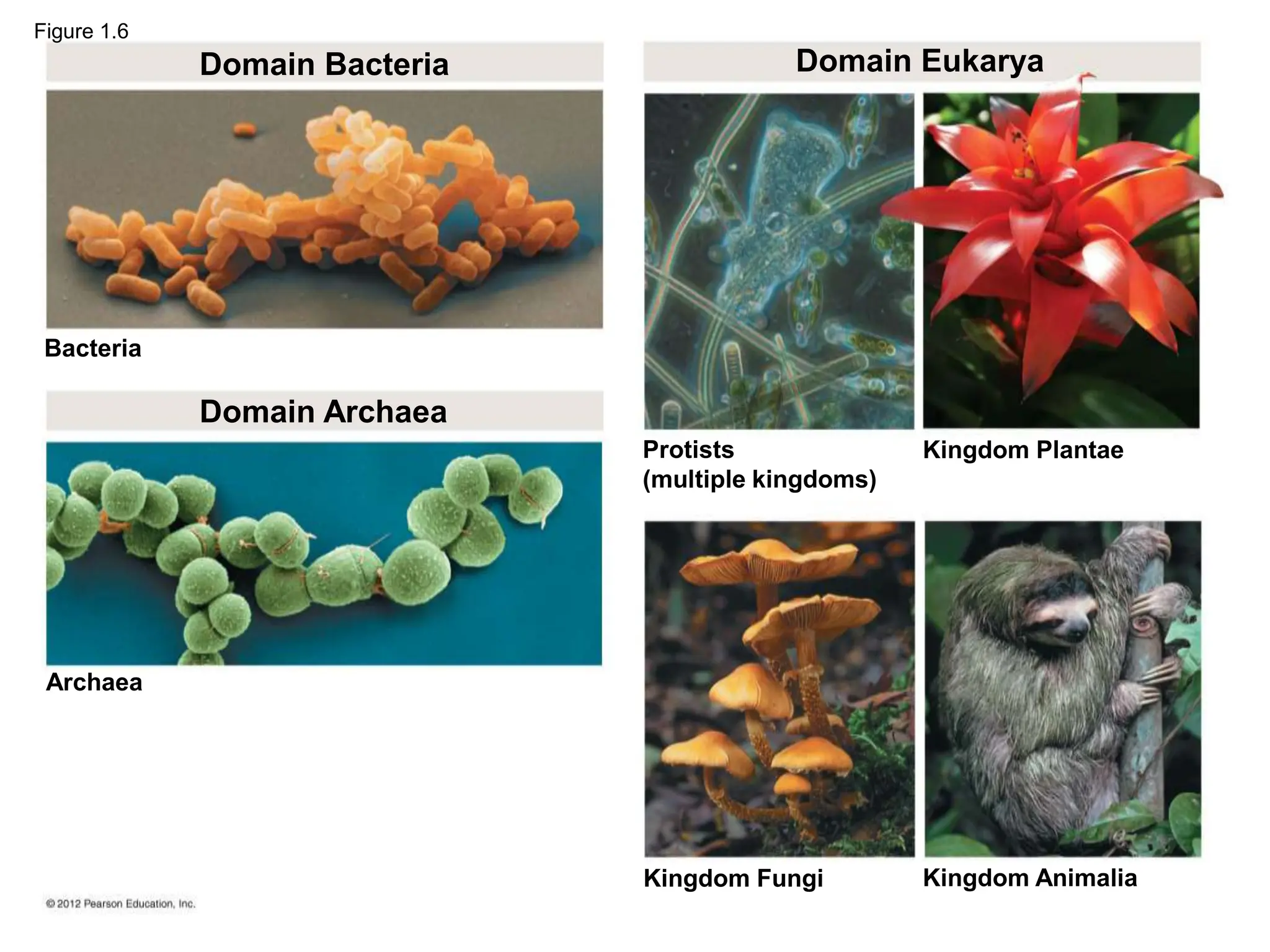 SAINS BIOLOGI.pptx