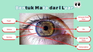 SAINS CLUB_KELAINAN MATA_Anatomi MAta.pptx