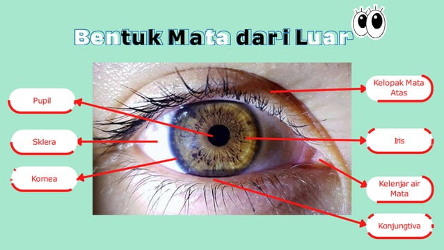 SAINS CLUB_KELAINAN MATA_Anatomi MAta.pptx