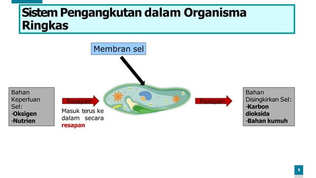 3 1 Sistem Pengangkutan Dalam Organisma Sains F4 Pdf