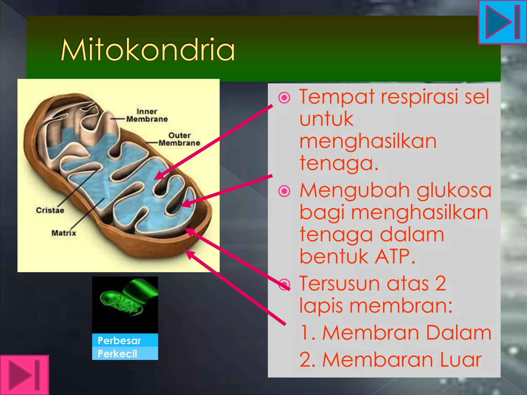 Fungsi sel , tisu dan membran | PPTX