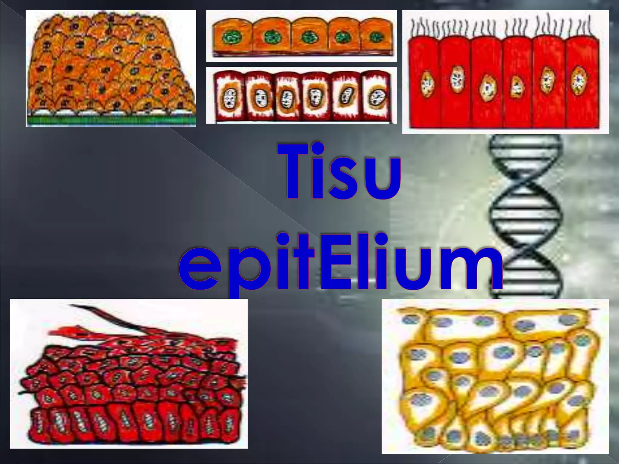 Fungsi sel , tisu dan membran | PPTX
