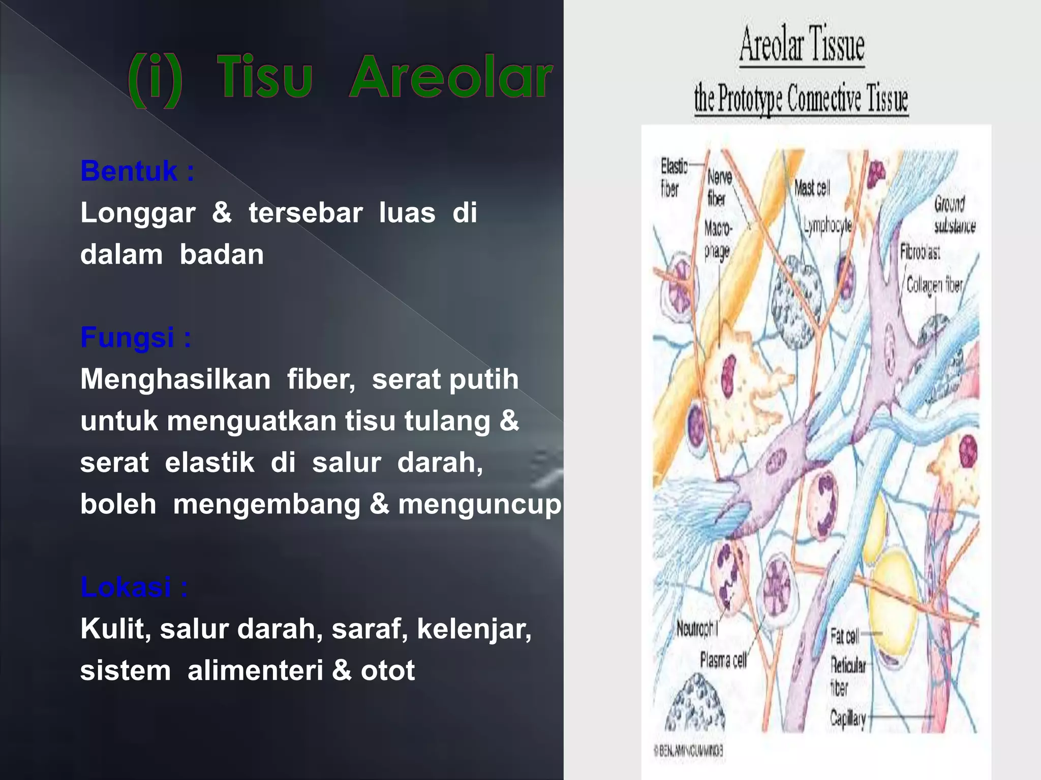 Fungsi sel , tisu dan membran | PPTX