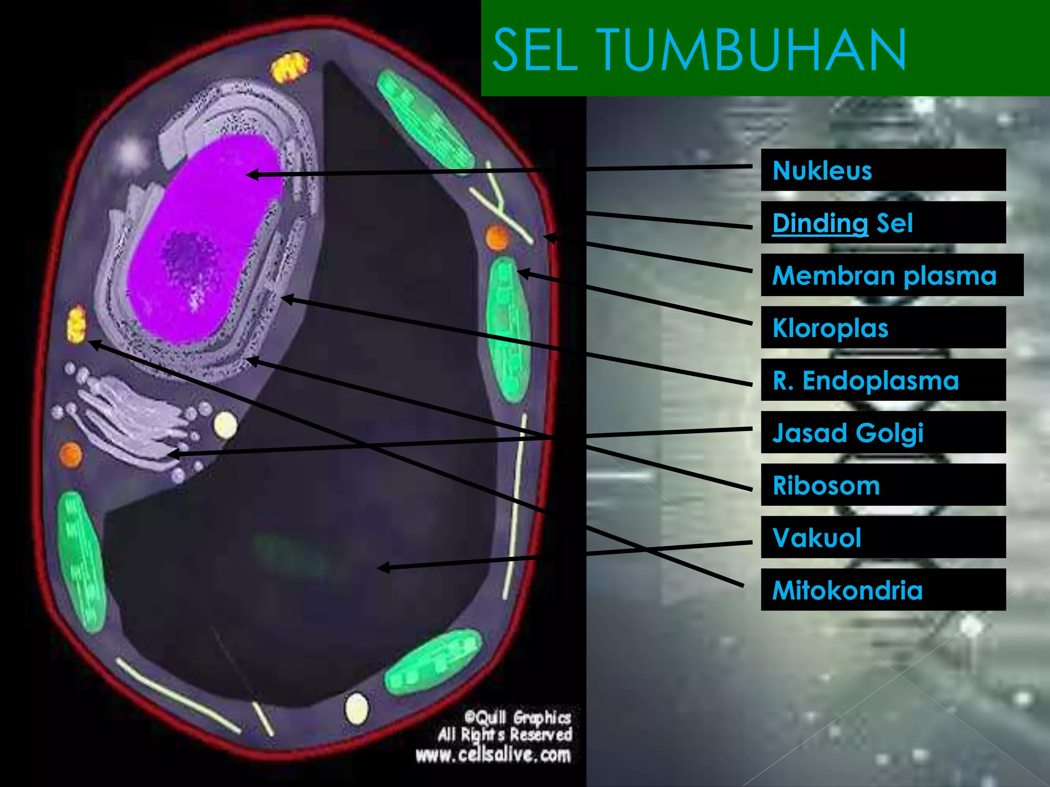 Fungsi sel , tisu dan membran | PPTX