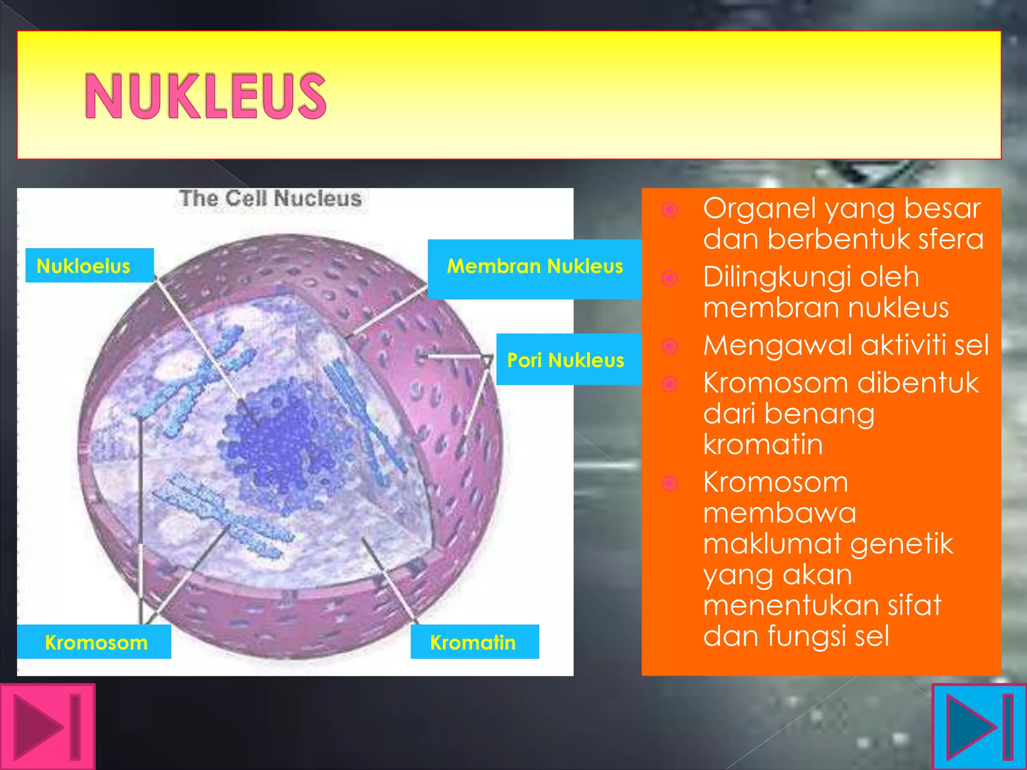 Fungsi sel , tisu dan membran | PPTX