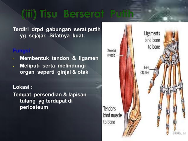 Fungsi sel , tisu dan membran | PPTX