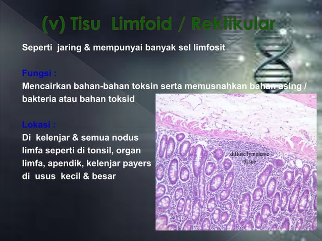 Fungsi sel , tisu dan membran | PPTX