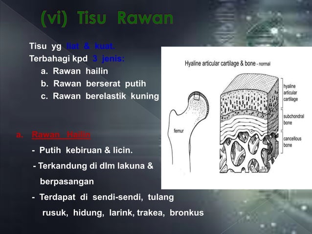Fungsi sel , tisu dan membran | PPTX