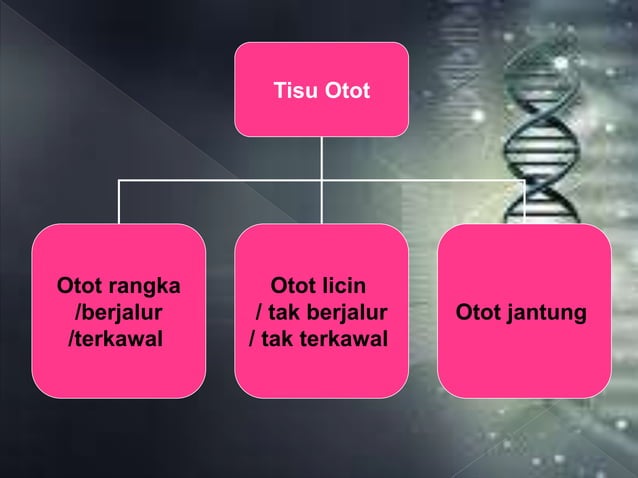 Fungsi sel , tisu dan membran | PPTX