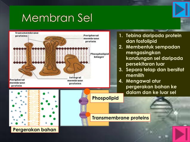 Fungsi sel , tisu dan membran | PPTX