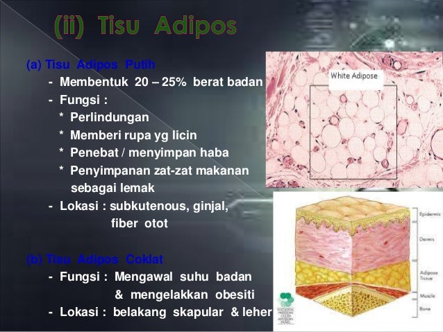 Fungsi sel , tisu dan membran