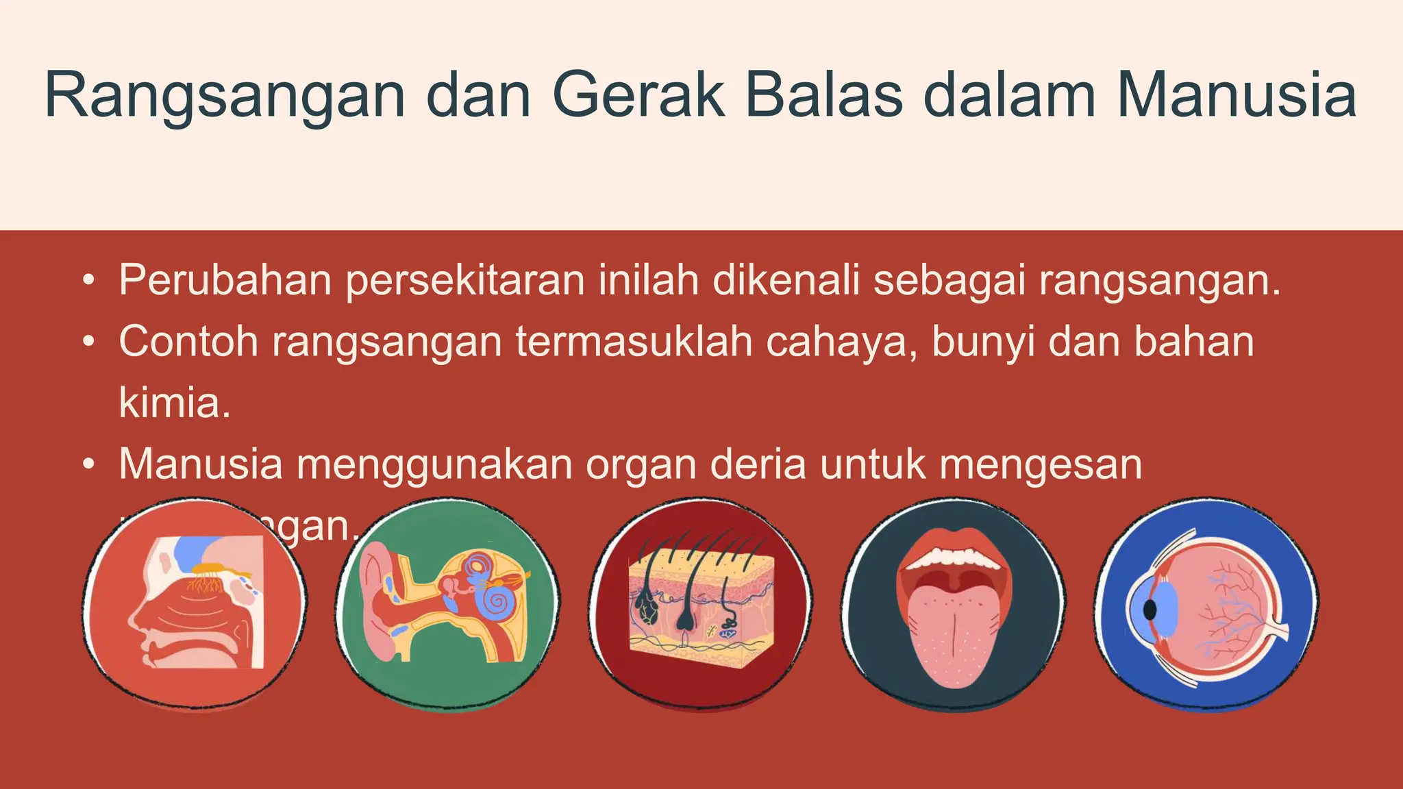SAINS TING 3 BAB 1 ( Ransangan dan Tindak balas) | PPTX