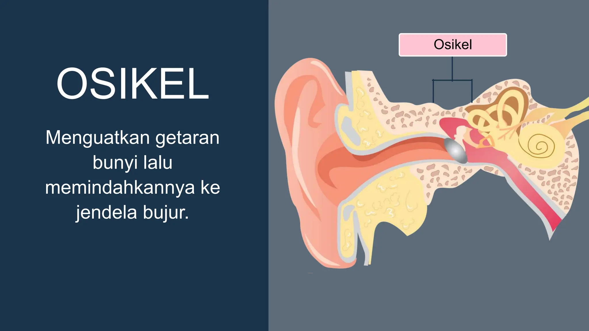 SAINS TING 3 BAB 1 ( Ransangan dan Tindak balas) | PPTX