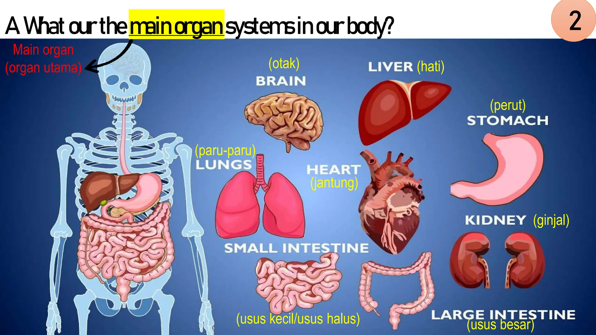 SAINS UNIT 1. OUR AMAZING BODY_THIRD GRADE.pptx