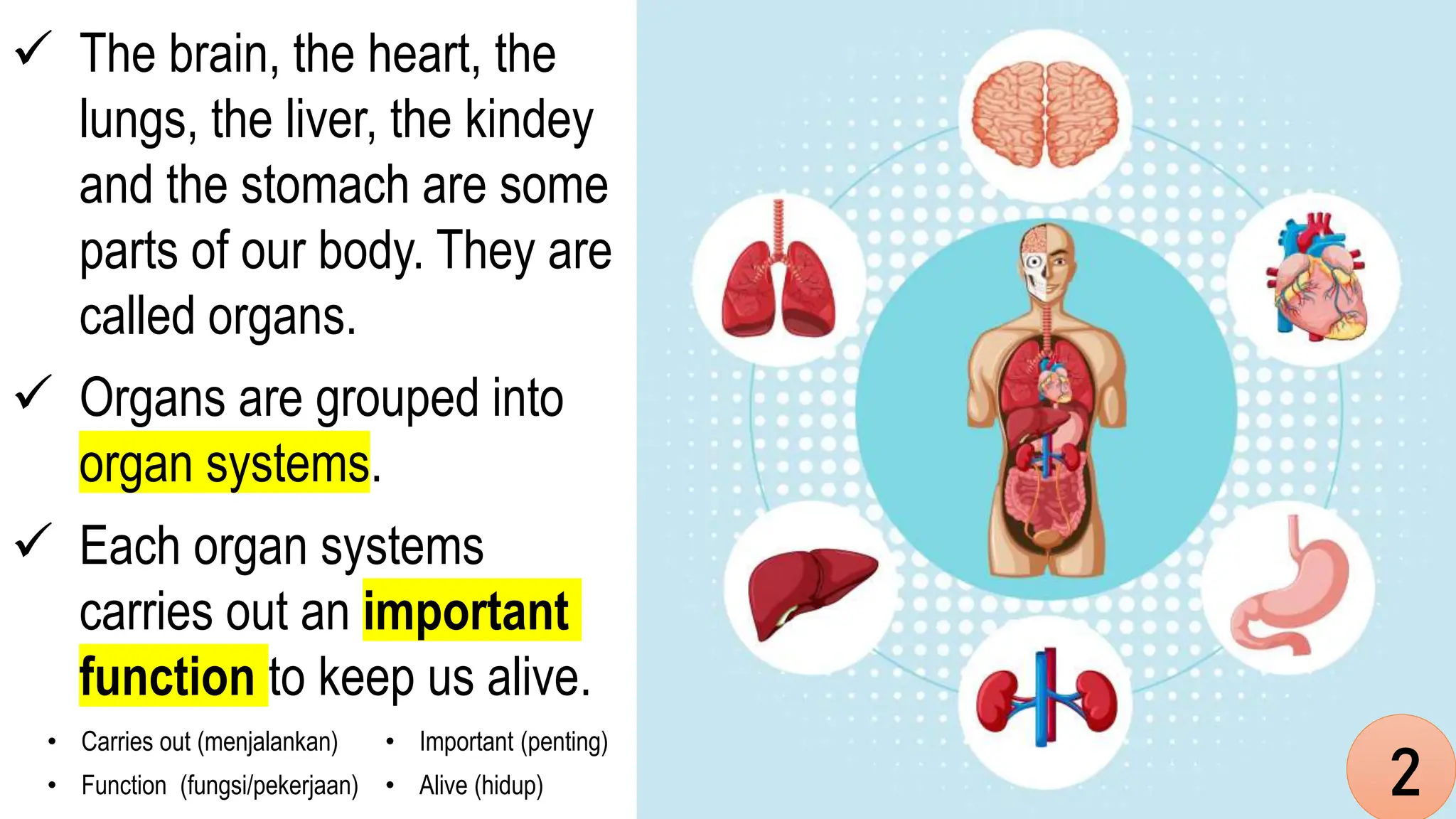 SAINS UNIT 1. OUR AMAZING BODY_THIRD GRADE.pptx