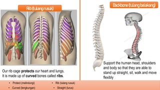 SAINS UNIT 1. OUR AMAZING BODY_THIRD GRADE.pptx