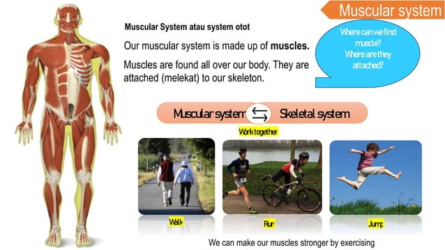 SAINS UNIT 1. OUR AMAZING BODY_THIRD GRADE.pptx