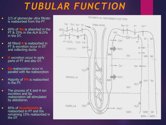 RENAL TUBULAR ACIDOSIS | PPTX | Endocrine and Metabolic Diseases ...
