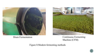 Fermentation of Tea | PPTX