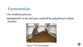Fermentation of Tea | PPTX