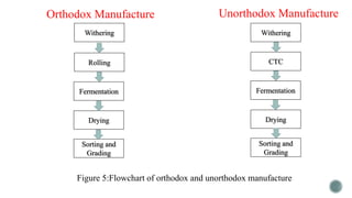 Method of Manufacturing and Fermentation of Tea | PPTX
