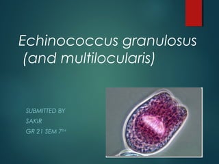 Echinococcus Granulosus Slide