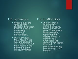 echinococcus | PPT