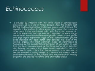 echinococcus | PPT
