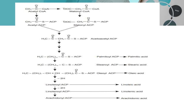 Acetate malonate pathway | PPTX