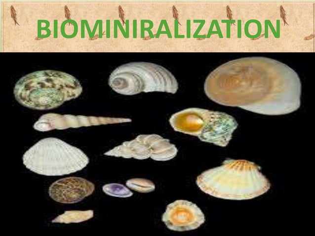 BIOMINERALISATION | PPTX | Chemistry | Science