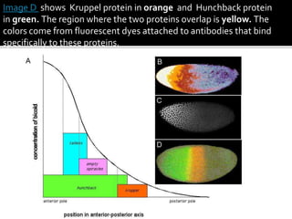 Morphogens, induction and cytoplasmic determinants | PPTX