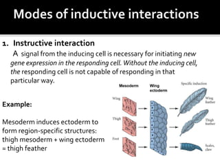 Morphogens, induction and cytoplasmic determinants | PPTX
